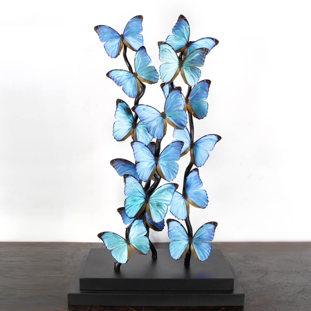 Farfalle Morfo Blu - Sud America