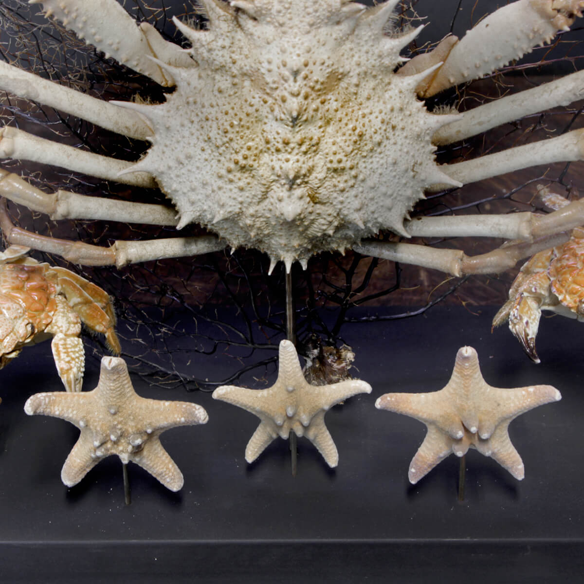 Faune marine sous vitrine