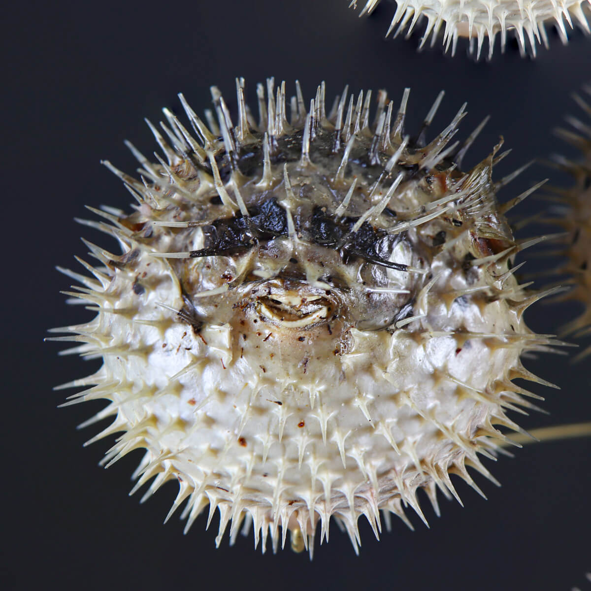 Poisson-globe sous vitrine