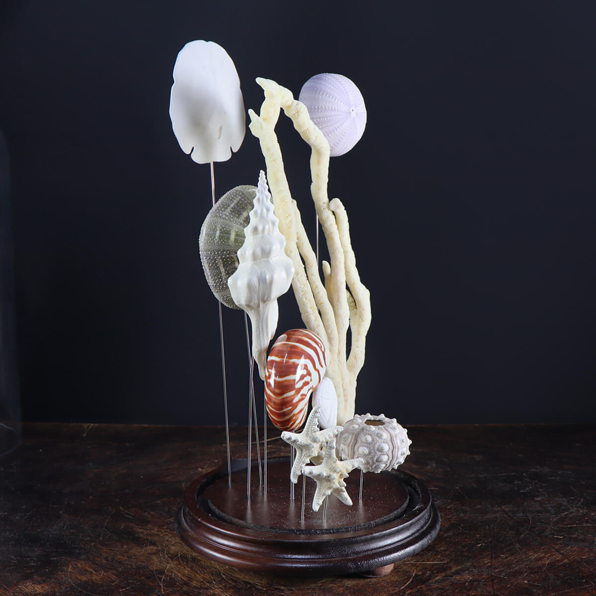 Coquillages et étoiles de mer sous cloche