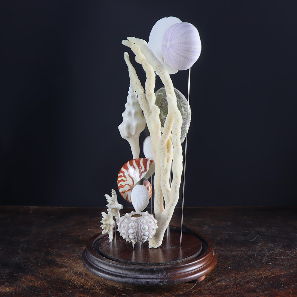 Coquillages et étoiles de mer sous cloche