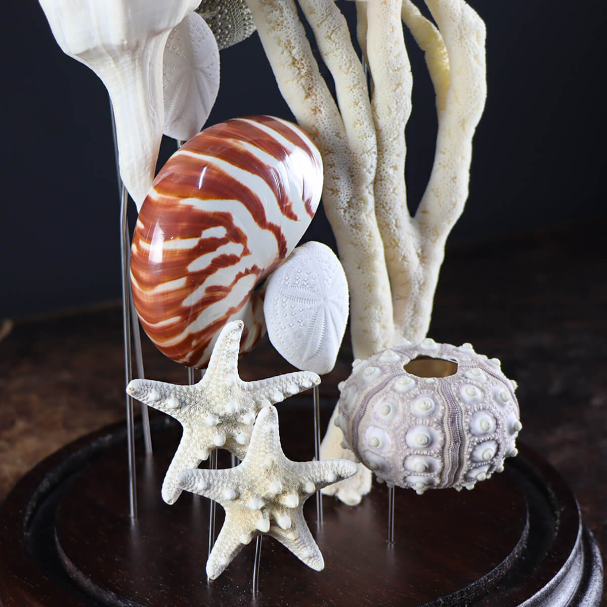 Coquillages et étoiles de mer sous cloche