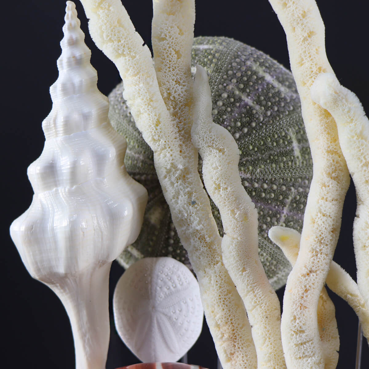 Coquillages et étoiles de mer sous cloche