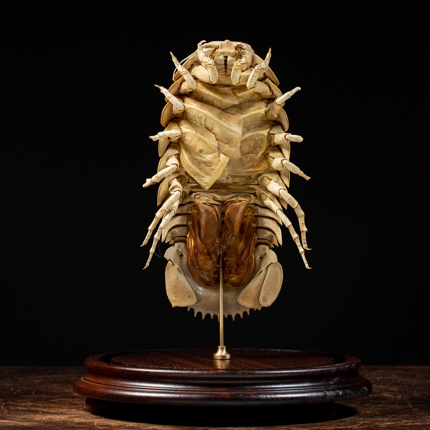 Witte pissebed onder glazen stolp